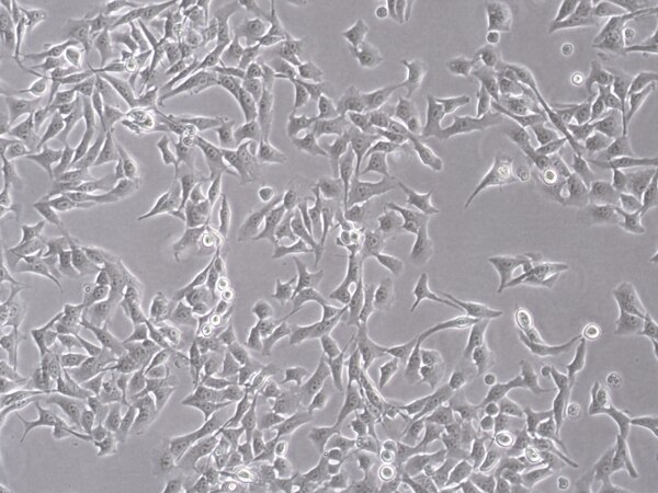 BT-RMS Brain-tropic RET Melanoma-sorted Mouse Cell Line | SCC465
